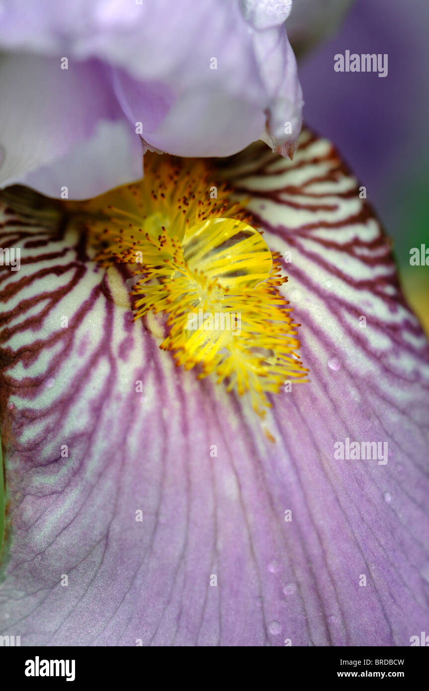 Hair Tuft High Resolution Stock Photography and Images - Alamy