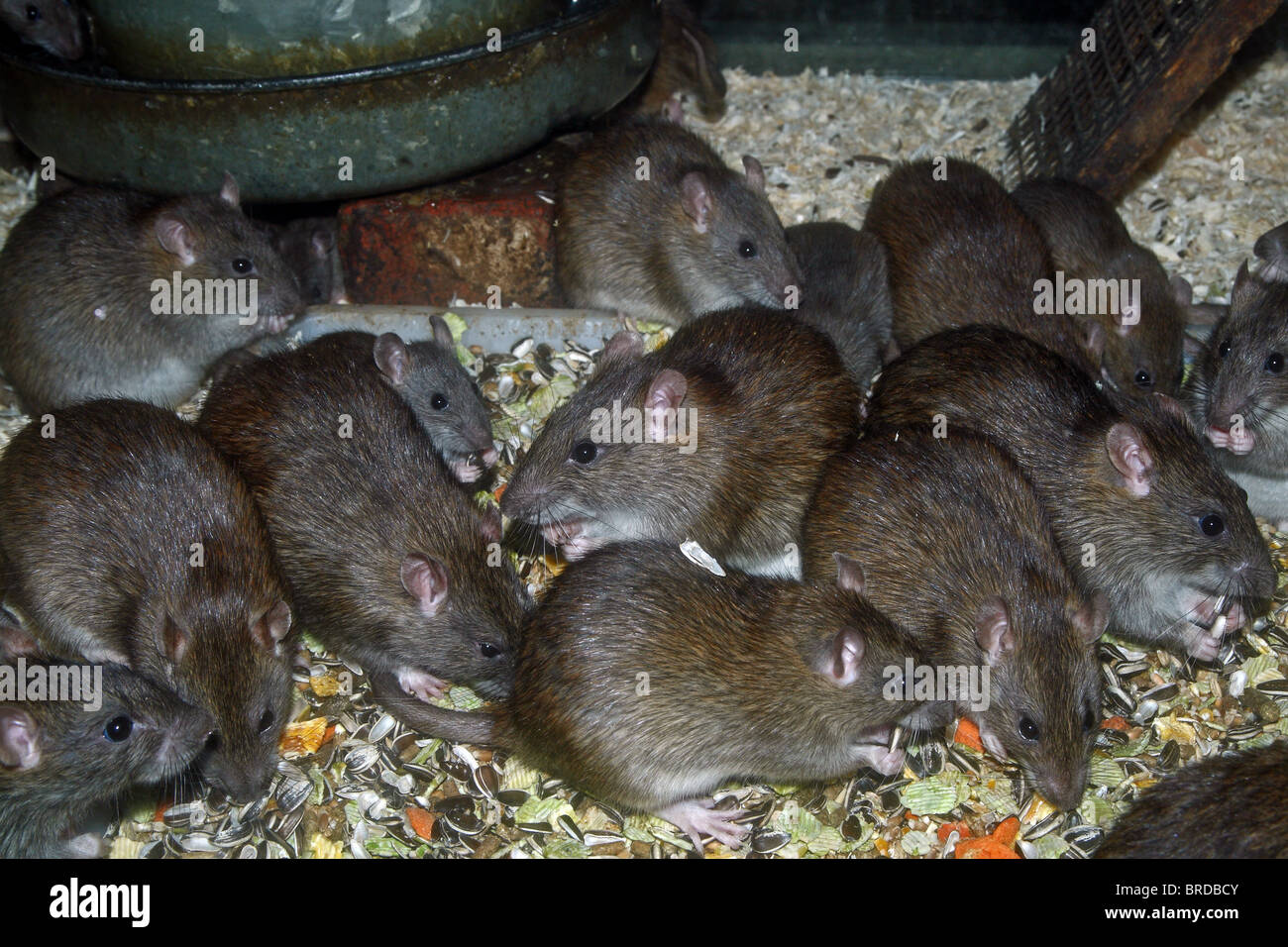 Brown or Norway Rat (Rattus norvegicus Stock Photo - Alamy
