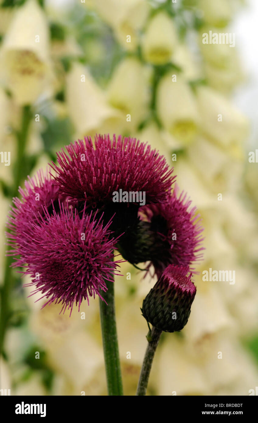 Cirsium rivulare atropurpureum Brook thistle ornamental deep crimson ...
