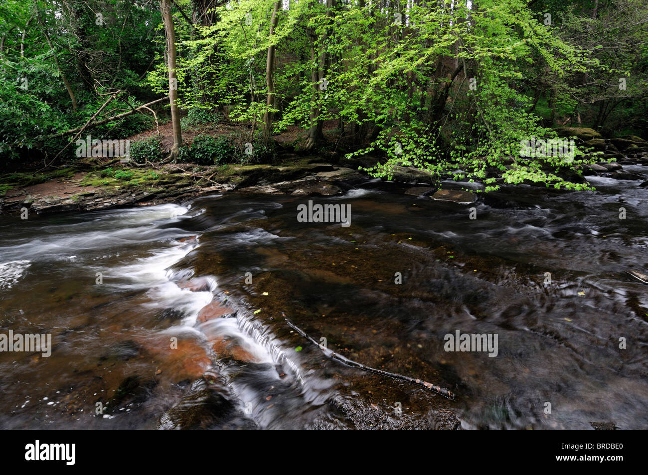 waterfall scene scenic along the Clare river which flows through the ...