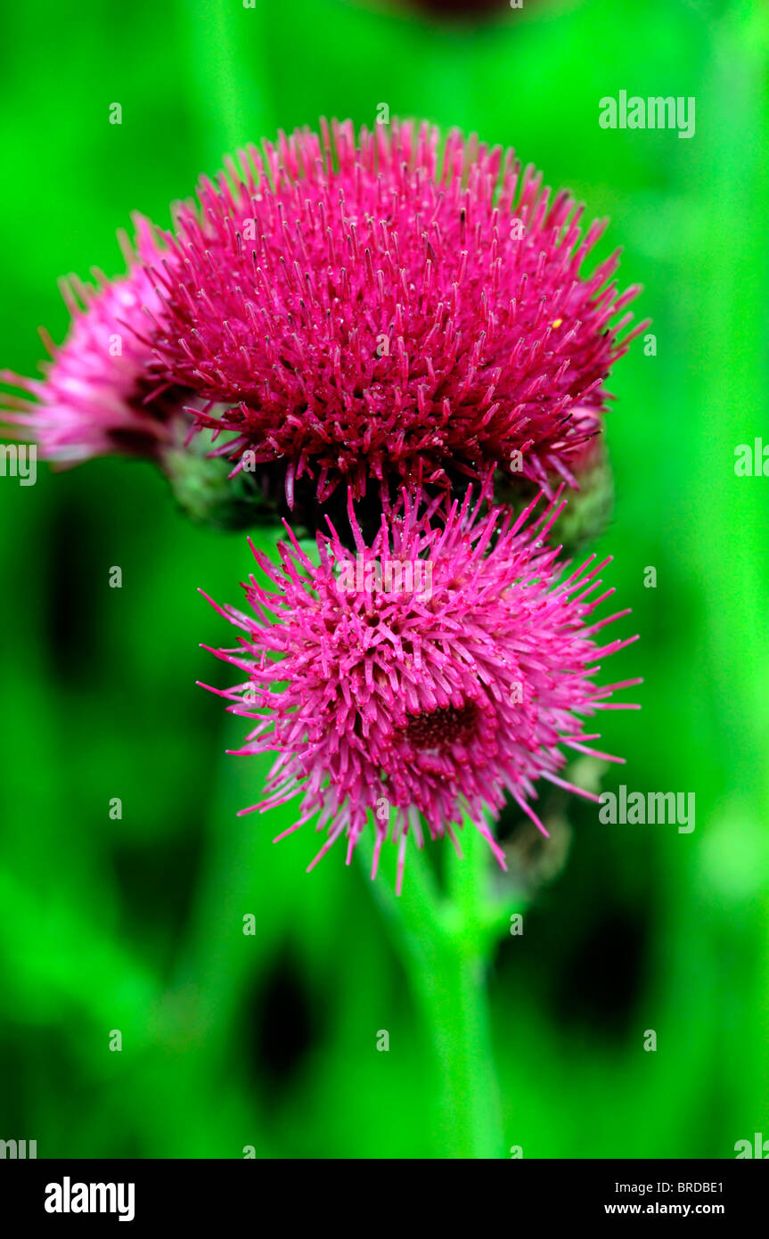 Cirsium rivulare atropurpureum Brook thistle ornamental deep crimson ...