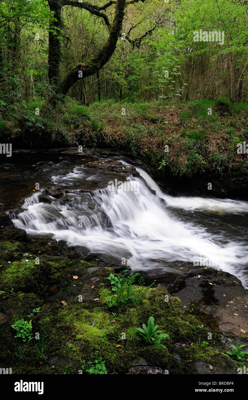 waterfall scene scenic along the Clare river which flows through the ...