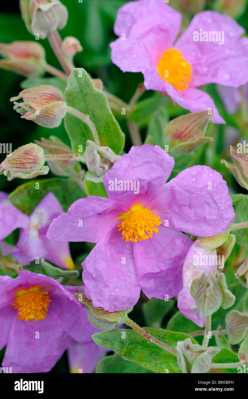 Cistus osbeckiifolius hi-res stock photography and images - Alamy