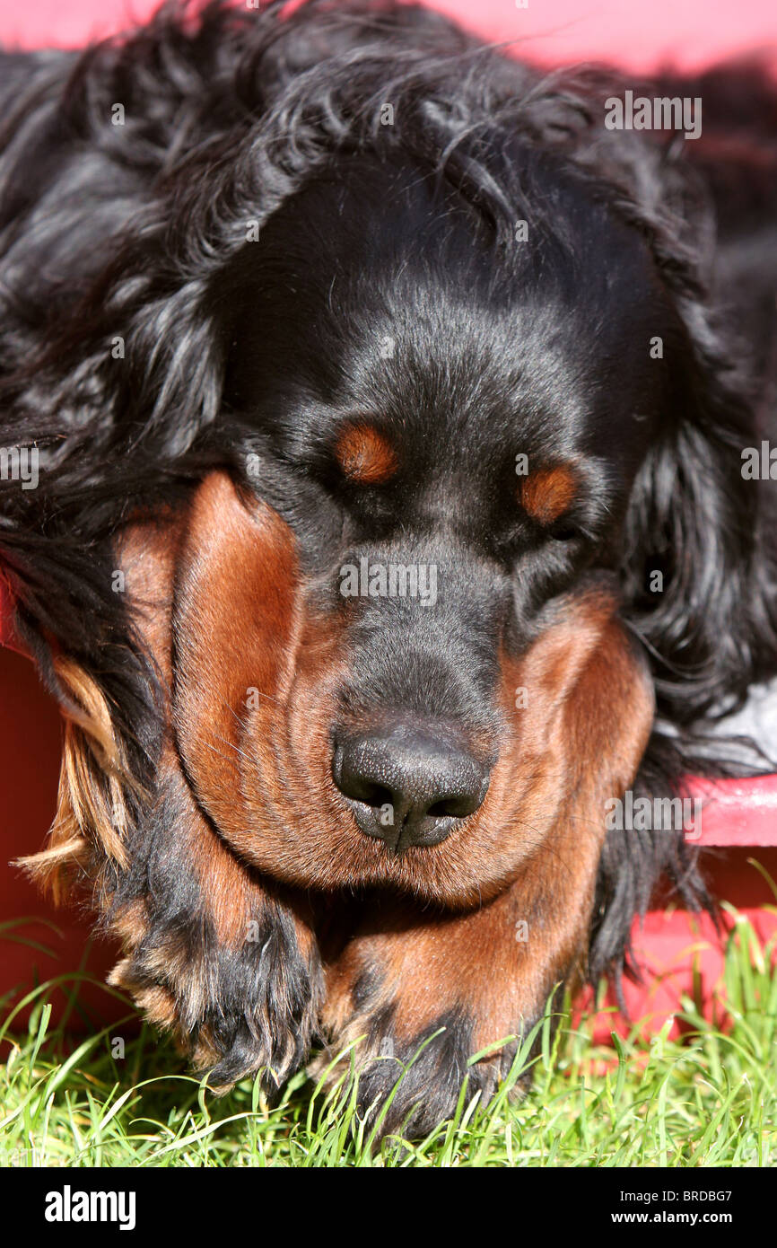 Gordon setter dog hi-res stock photography and images - Alamy