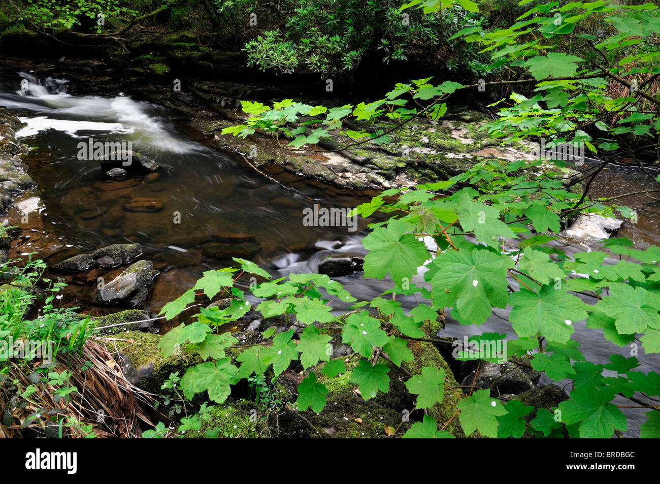 waterfall scene scenic along the Clare river which flows through the ...