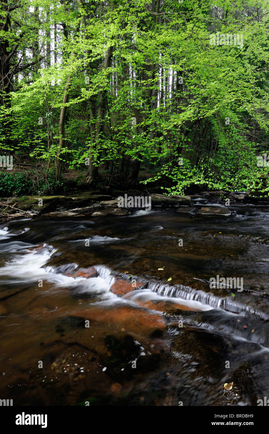 waterfall scene scenic along the Clare river which flows through the ...