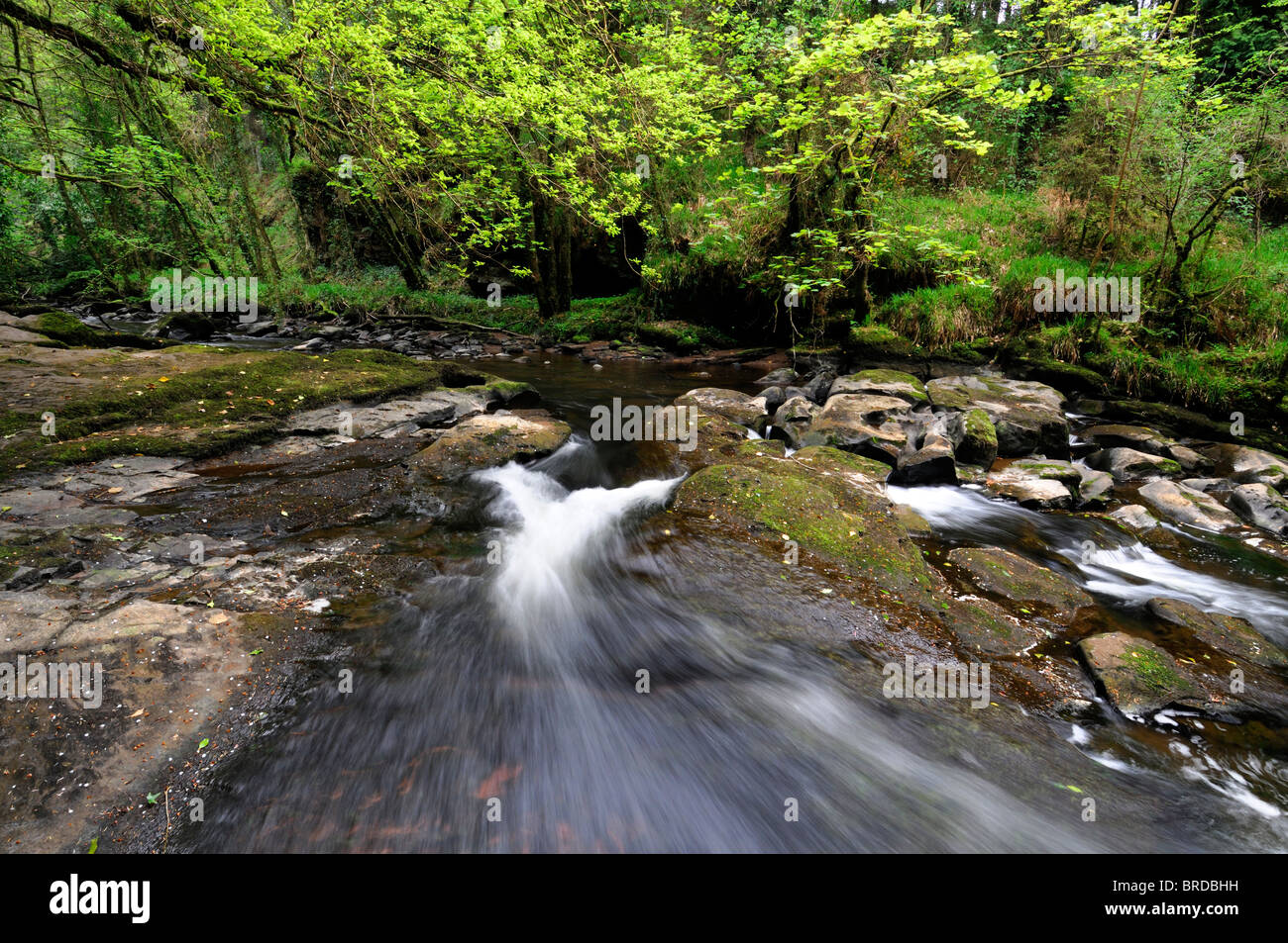 waterfall scene scenic along the Clare river which flows through the ...