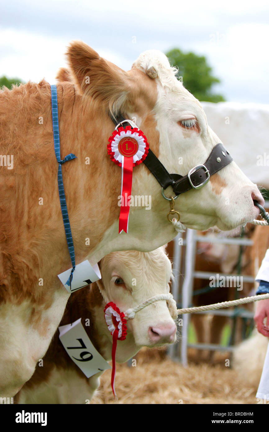 Cow and calf 1st place winners in farming show .Angus Scotland Stock ...