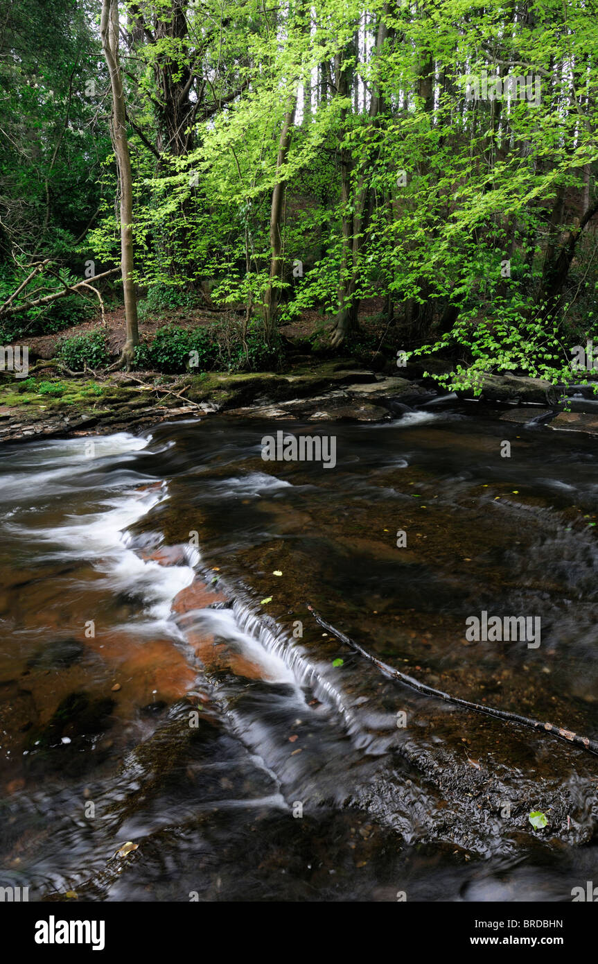 waterfall scene scenic along the Clare river which flows through the ...