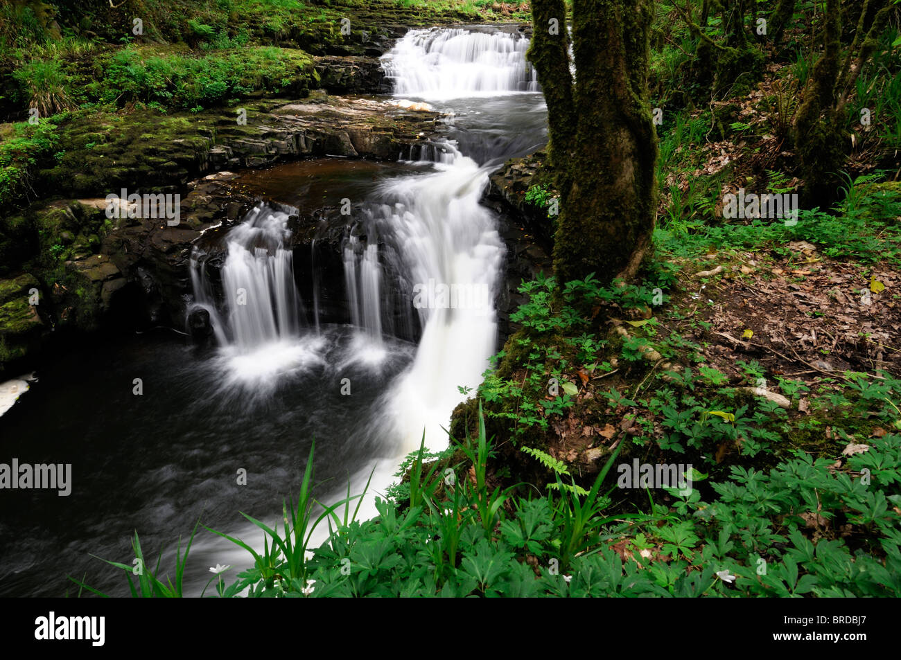 waterfall scene scenic along the Clare river which flows through the ...