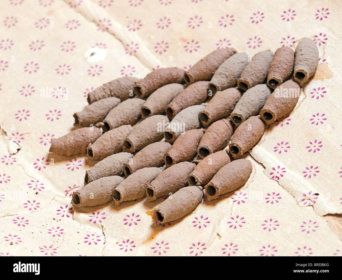 Wasp cocoons hi-res stock photography and images - Alamy