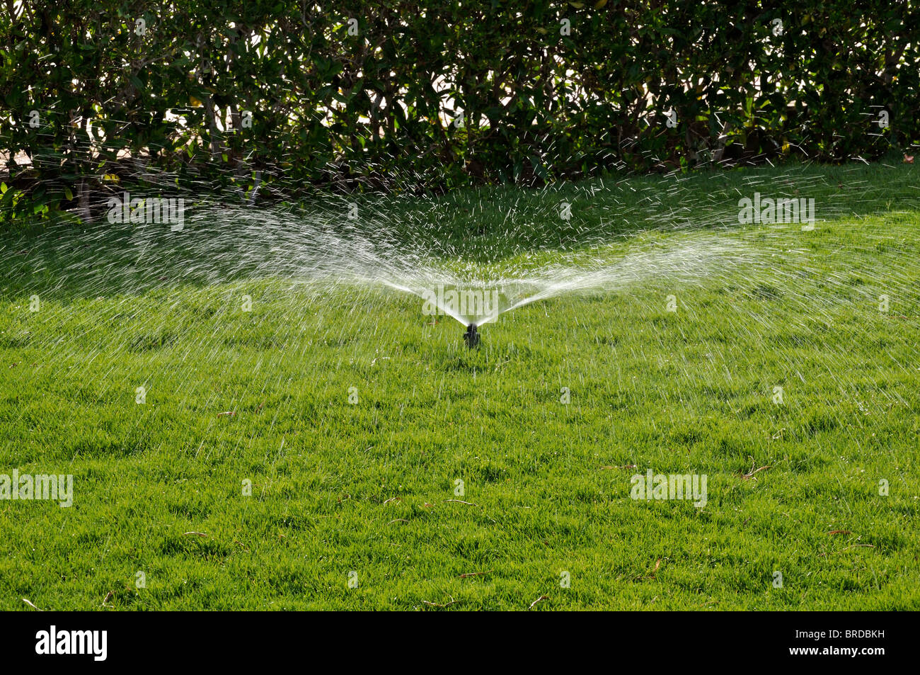 Sprinkler spraying drops water on hi-res stock photography and images ...