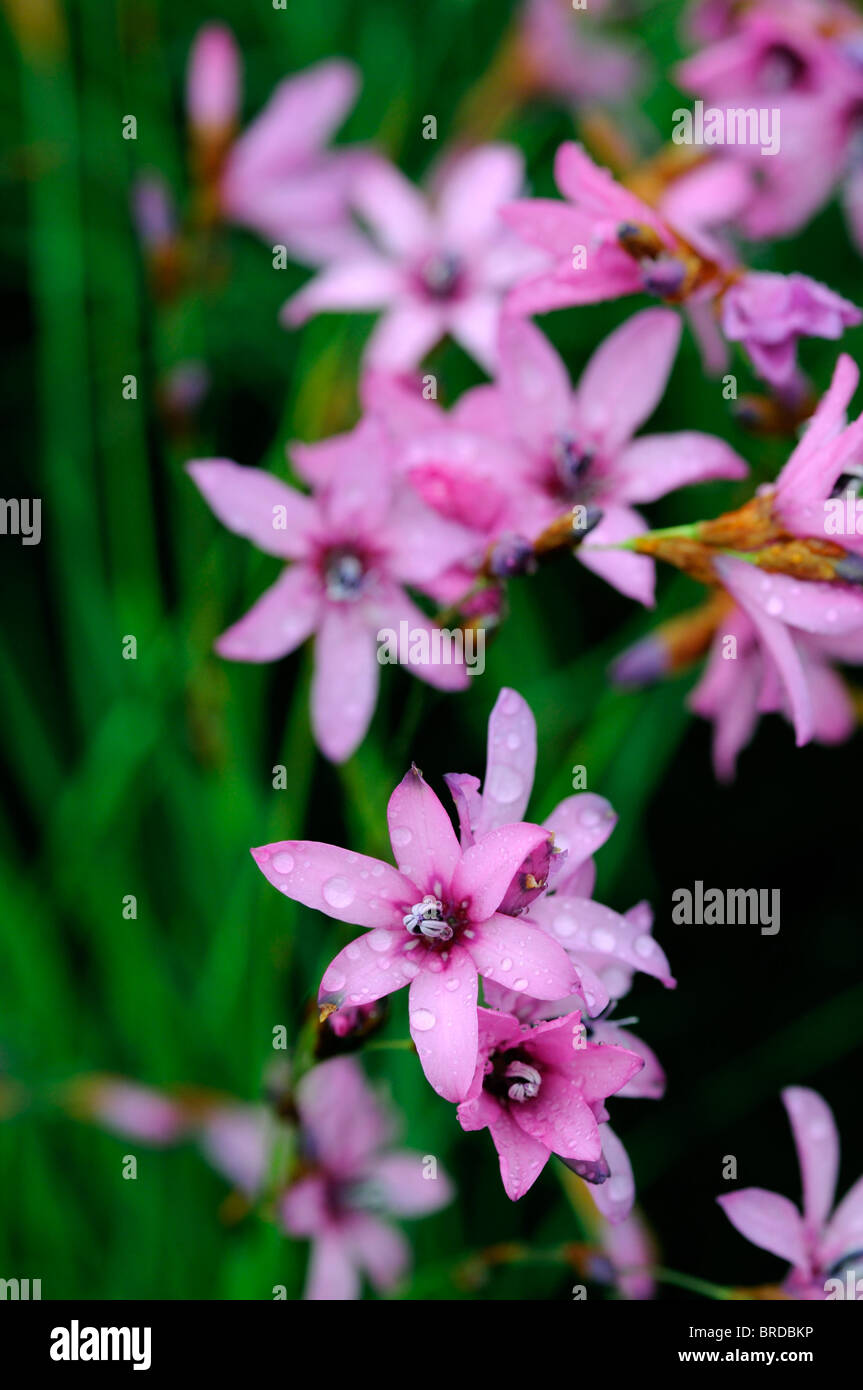 dierama pauciflorum Angel's Fishing Rod Bright pink flaring flowers on ...