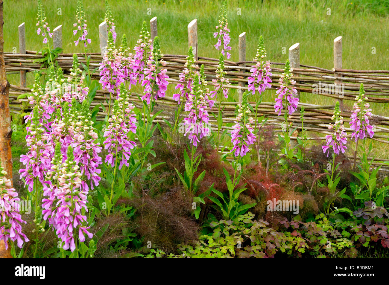 Digitalis Serendipity orchid foxglove split flower wavy-lipped flowers ...