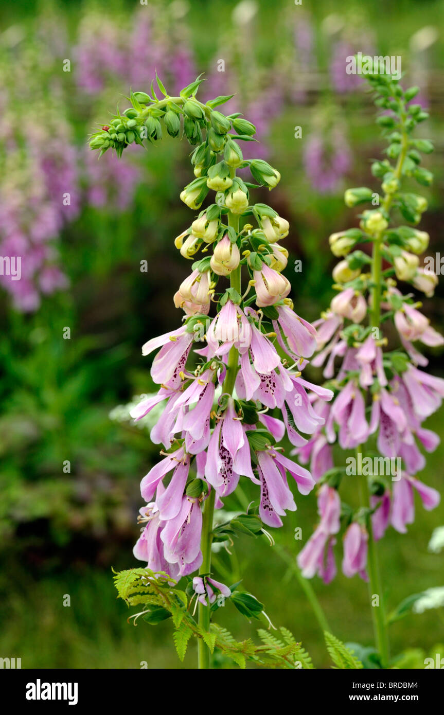 Digitalis Serendipity orchid foxglove split flower wavy-lipped flowers ...