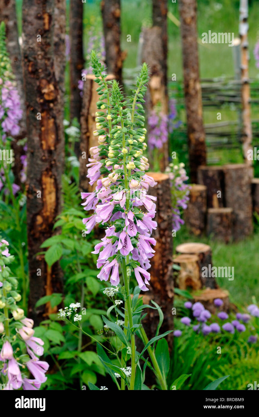 Digitalis Serendipity orchid foxglove split flower wavy-lipped flowers ...