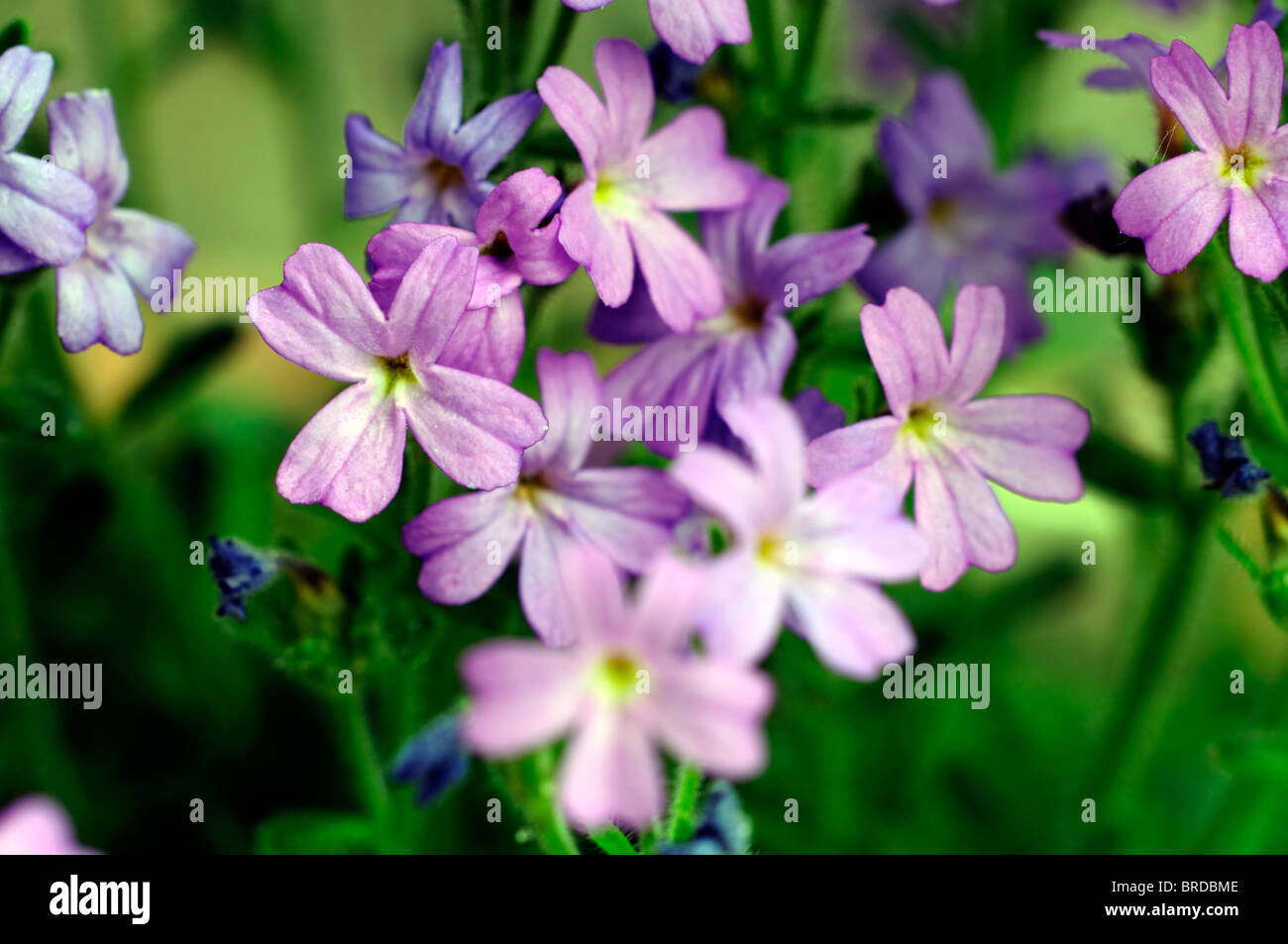 Erinus alpinus Fairy foxglove pink delicate summer flower tufted ...
