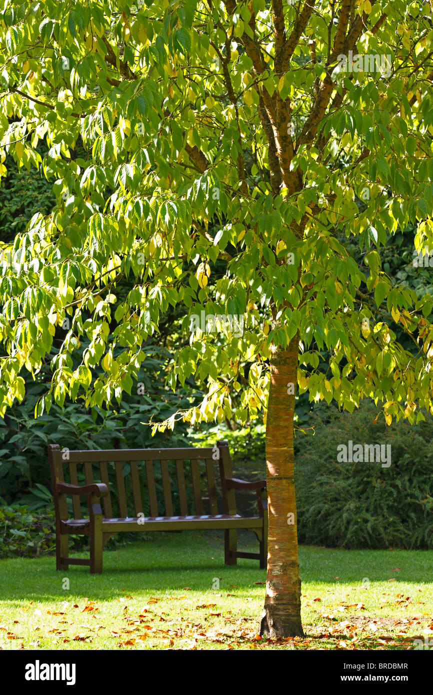 Park bench and tree in autumn. Sussex, England Stock Photo - Alamy