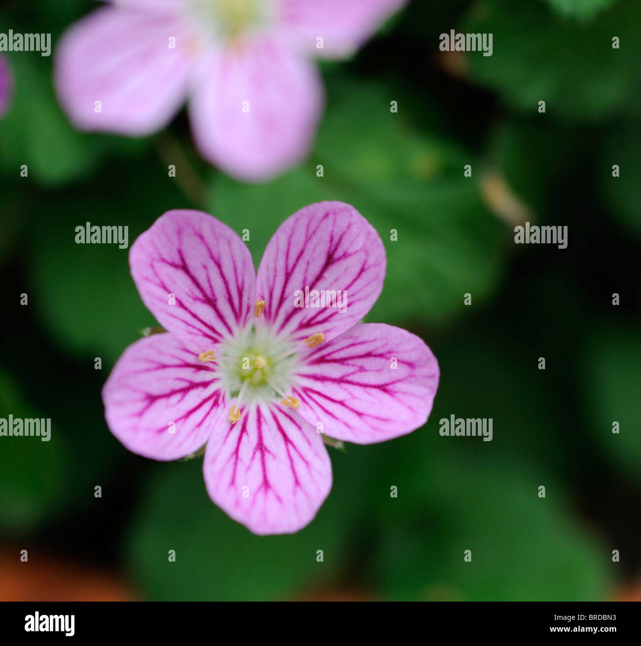 Erodium reichardii Cultivar Roseum heronsbill geranium alpine pink ...