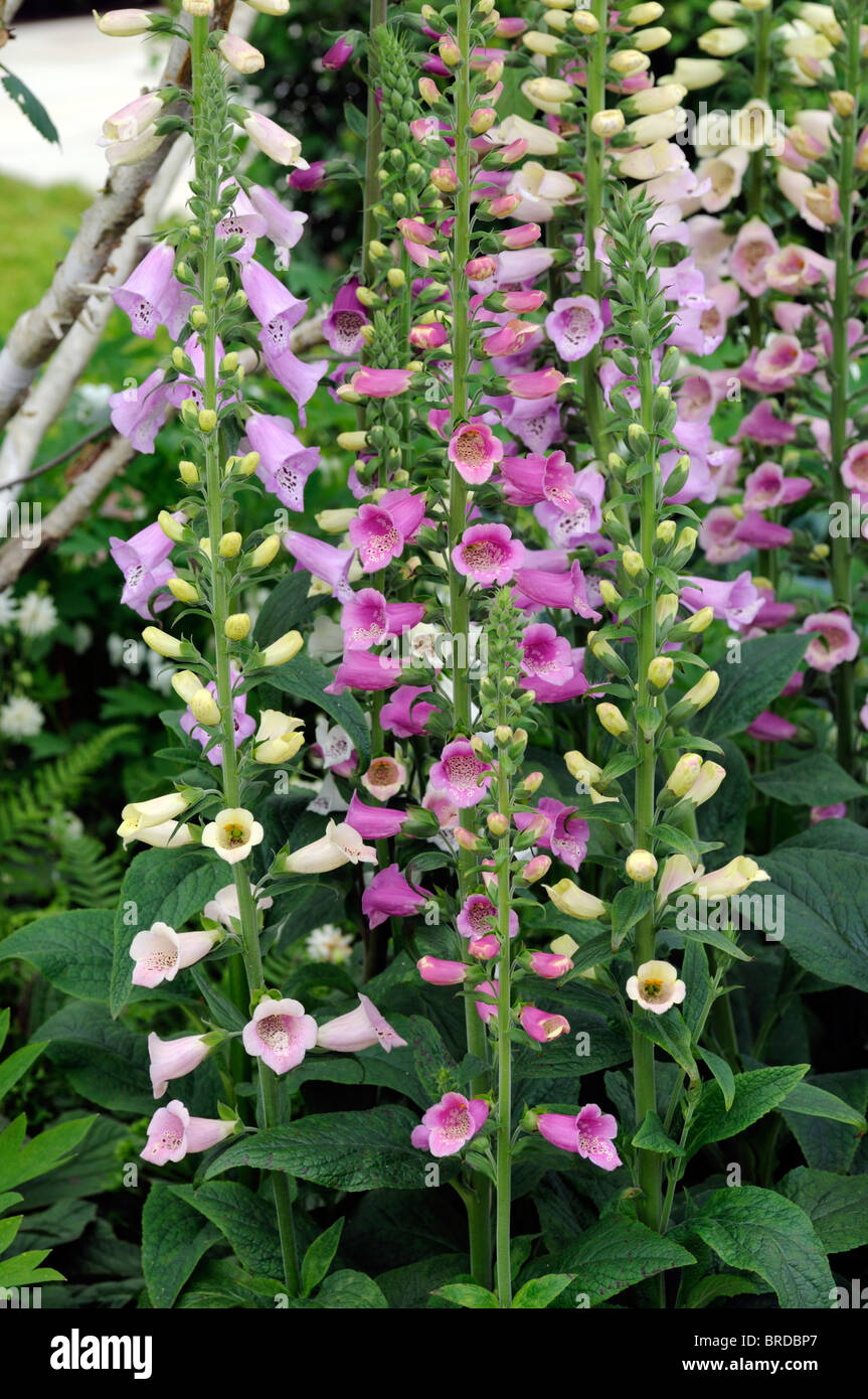 foxglove Digitalis purple spotted spot flower bloom blossom closeup ...