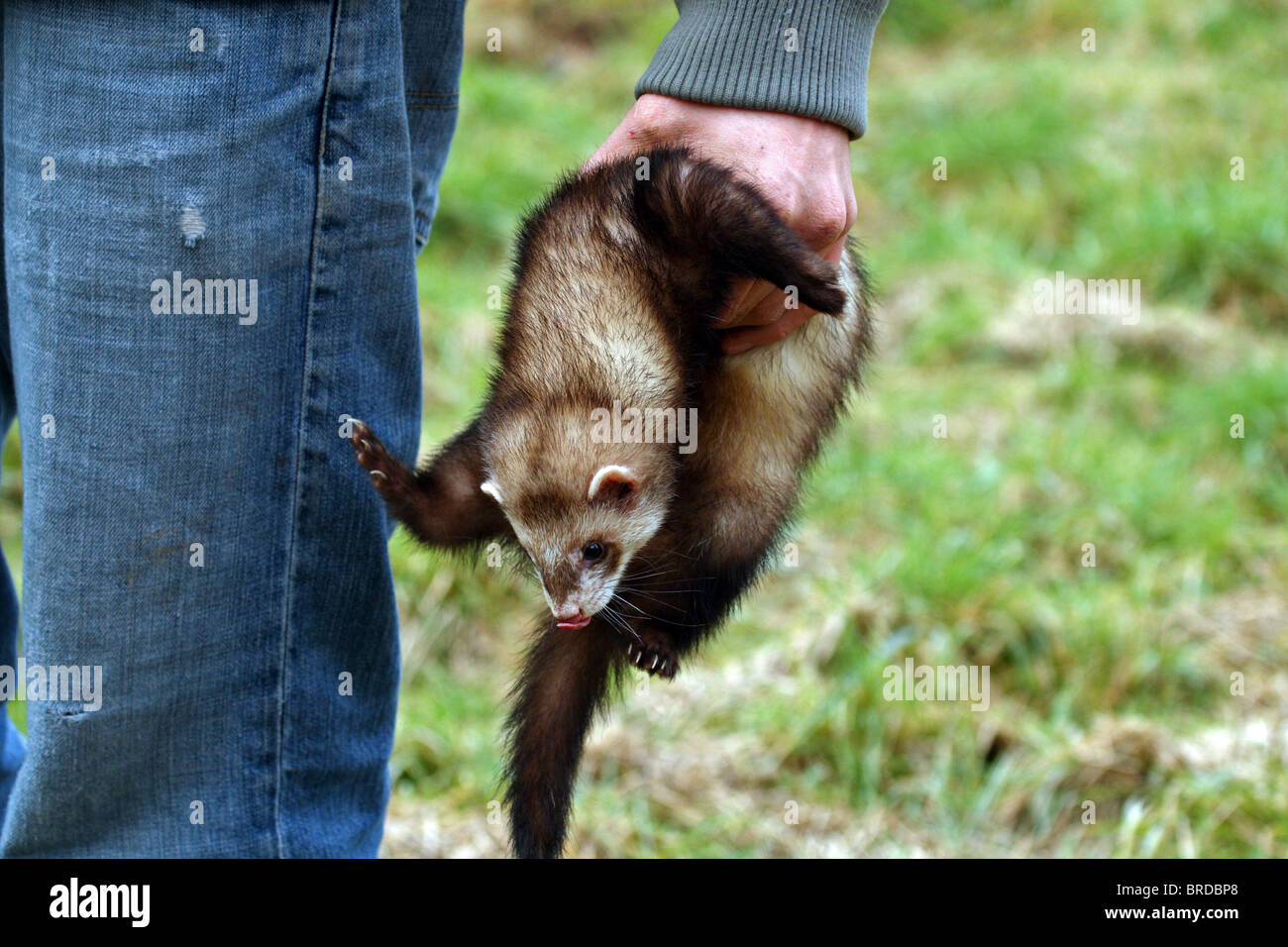 Ferret being carried to the rabbit warren Stock Photo - Alamy
