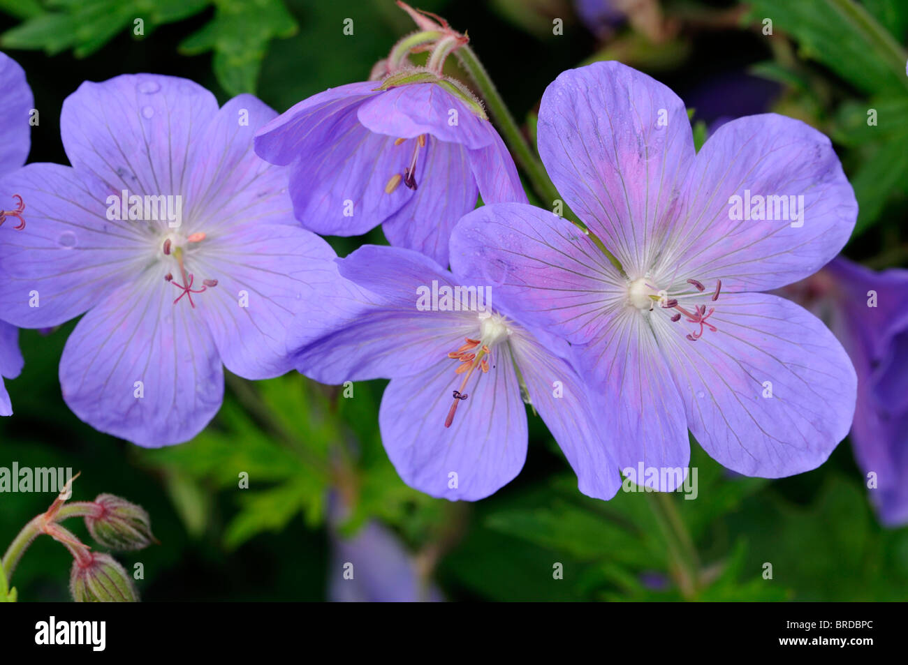 Cranesbill johnsons blue flower hi-res stock photography and images - Alamy