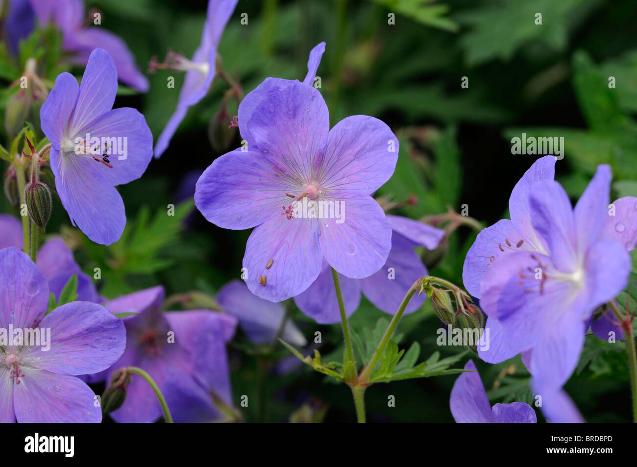 Geranium Johnson's Blue Geranium pratense flower bloom blossom close up ...