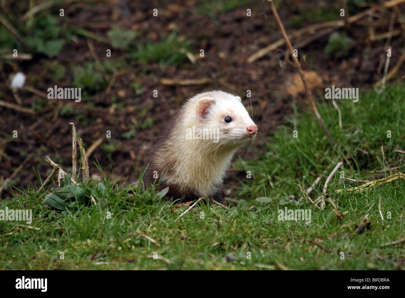 Ferret emerging from rabbit warren Stock Photo - Alamy