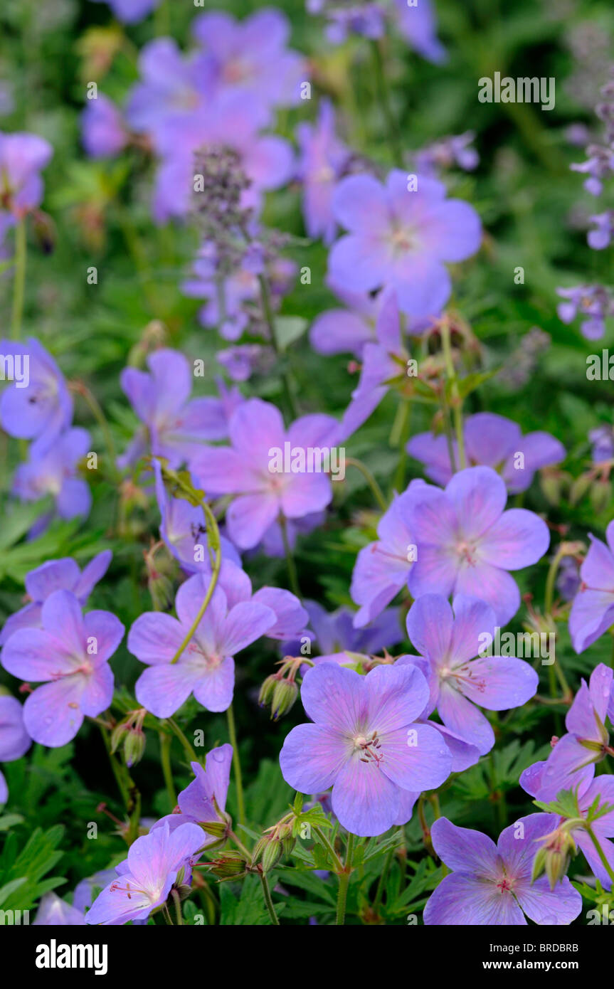 Geranium johnsons blue hi-res stock photography and images - Alamy