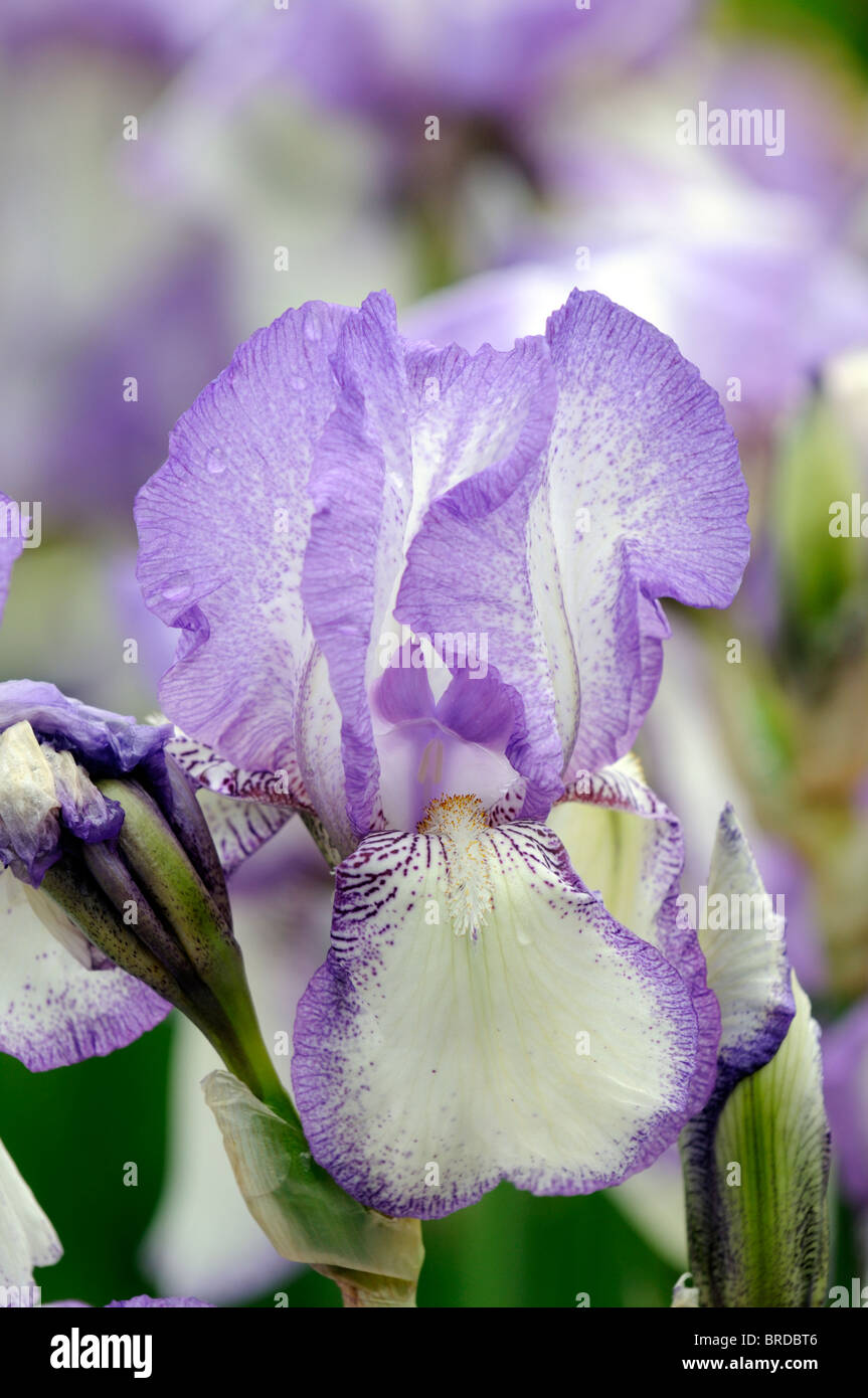 iris damozel Bearded Iris germanica German Iris Rhizomatous colour ...