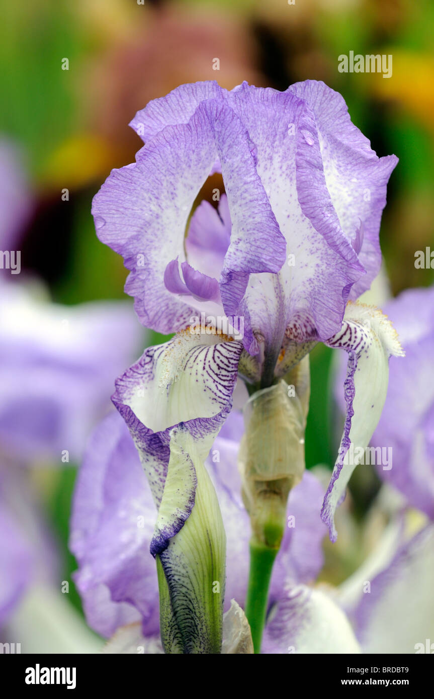 iris damozel Bearded Iris germanica German Iris Rhizomatous colour ...