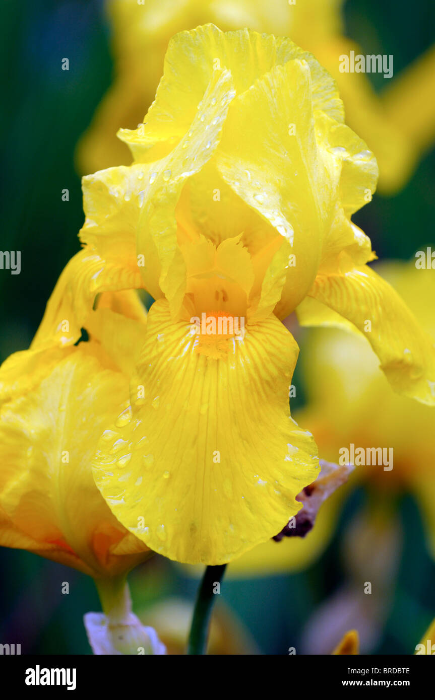iris golden sunrise Bearded Iris germanica German Iris Rhizomatous ...