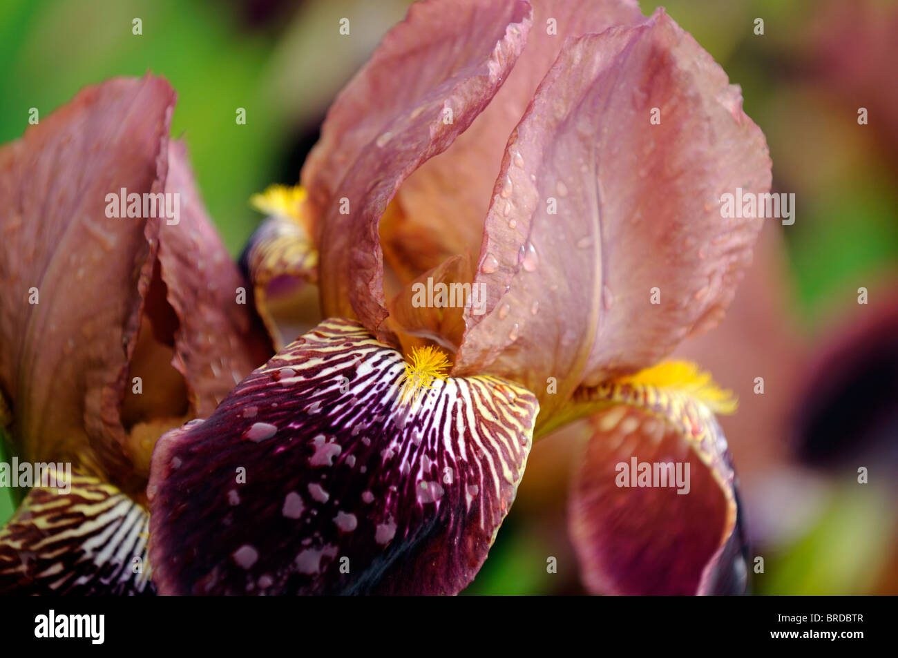 iris vert galant Bearded Iris germanica German Iris Rhizomatous Rose ...