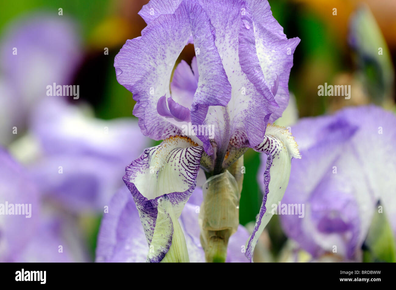 iris damozel Bearded Iris germanica German Iris Rhizomatous colour ...
