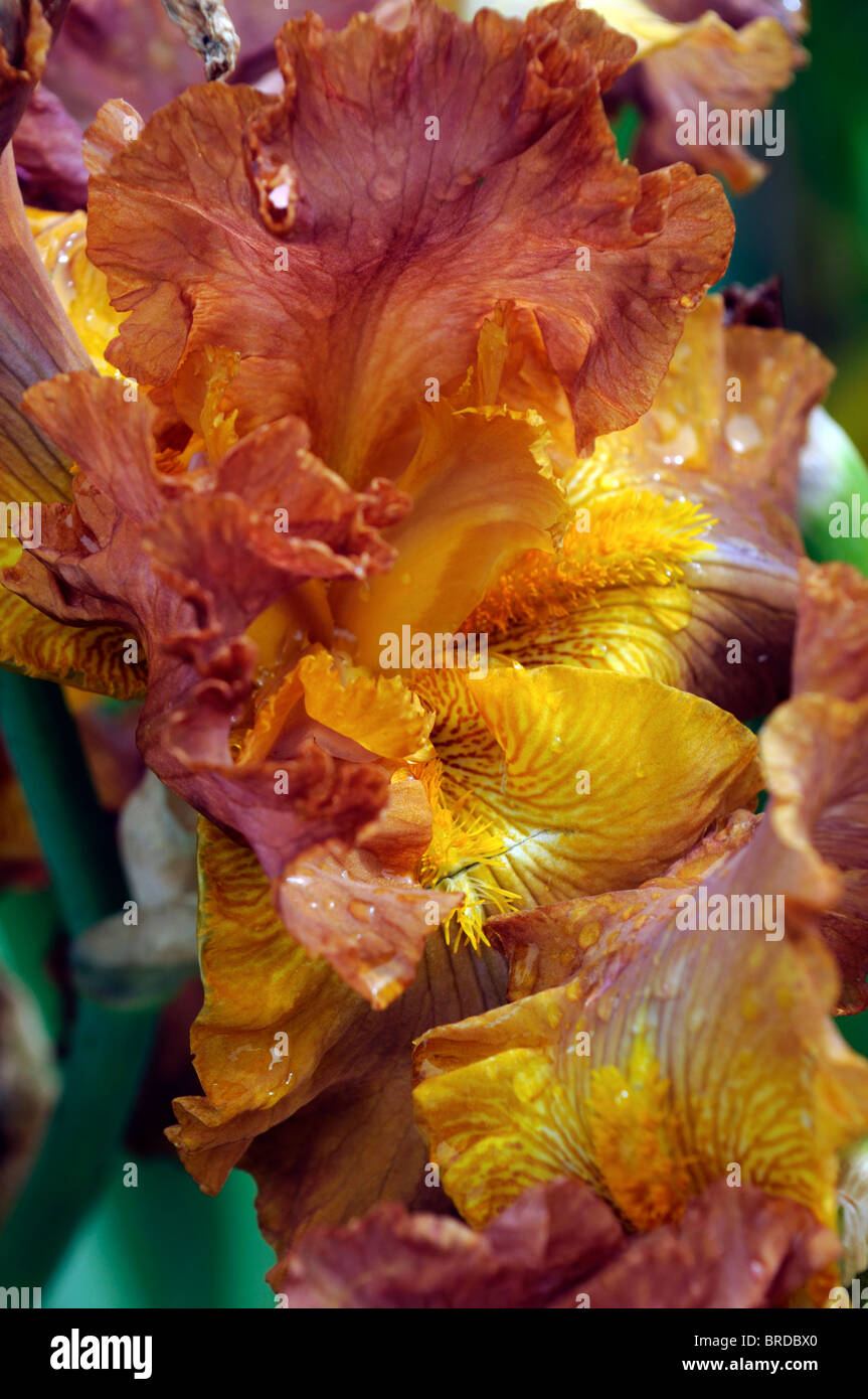 iris Lumiere d'Automne Bearded Iris germanica German Iris Rhizomatous ...