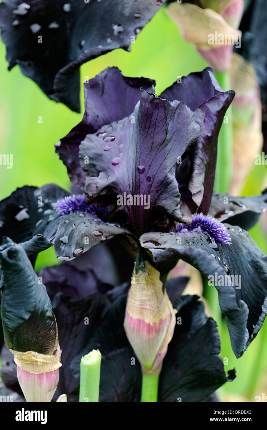 iris before the storm Bearded Iris germanica German Iris Rhizomatous ...