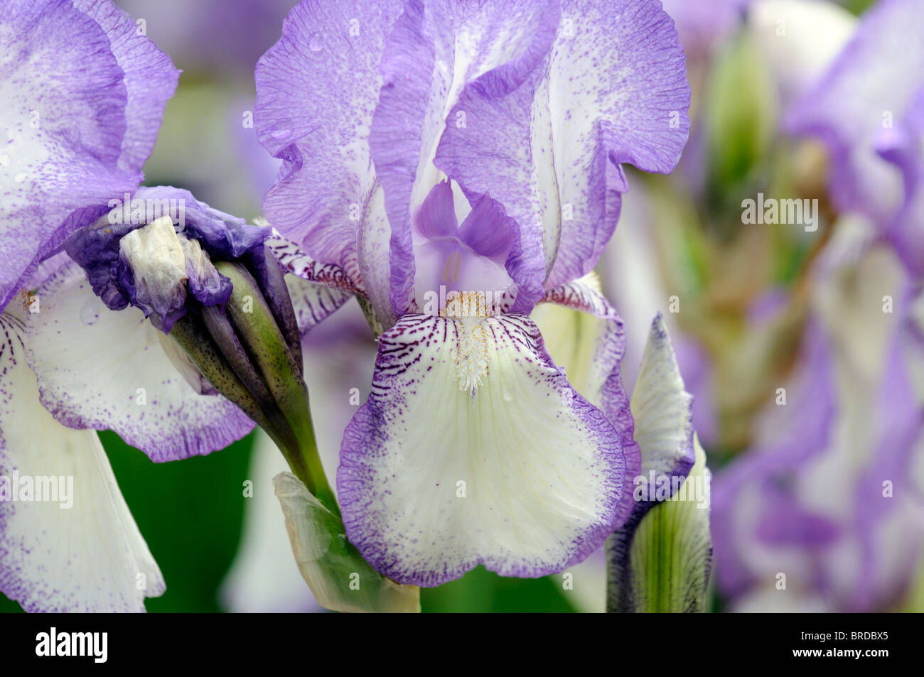 iris damozel Bearded Iris germanica German Iris Rhizomatous colour ...