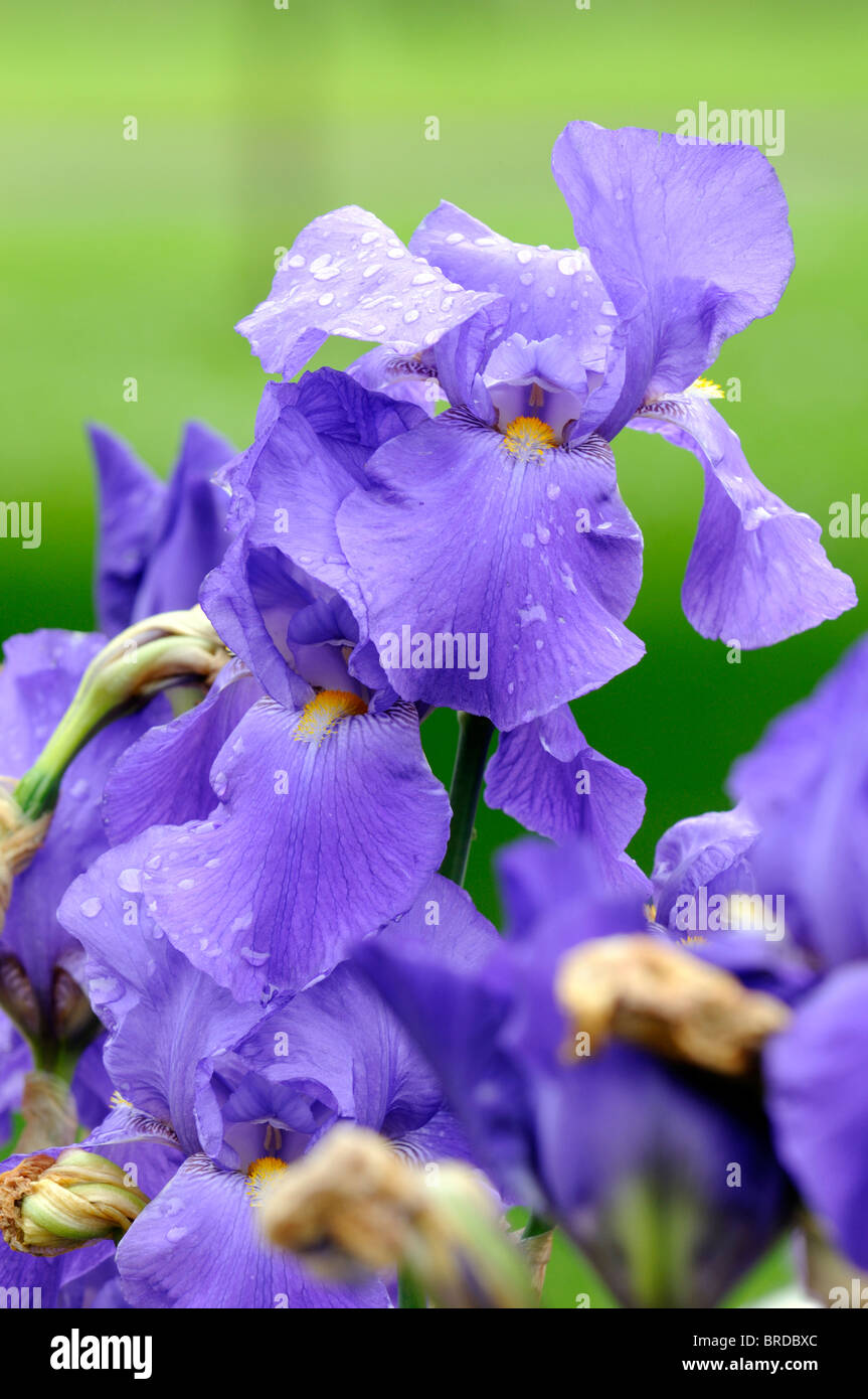 iris blue admiral Bearded Iris germanica German Iris Rhizomatous blue ...