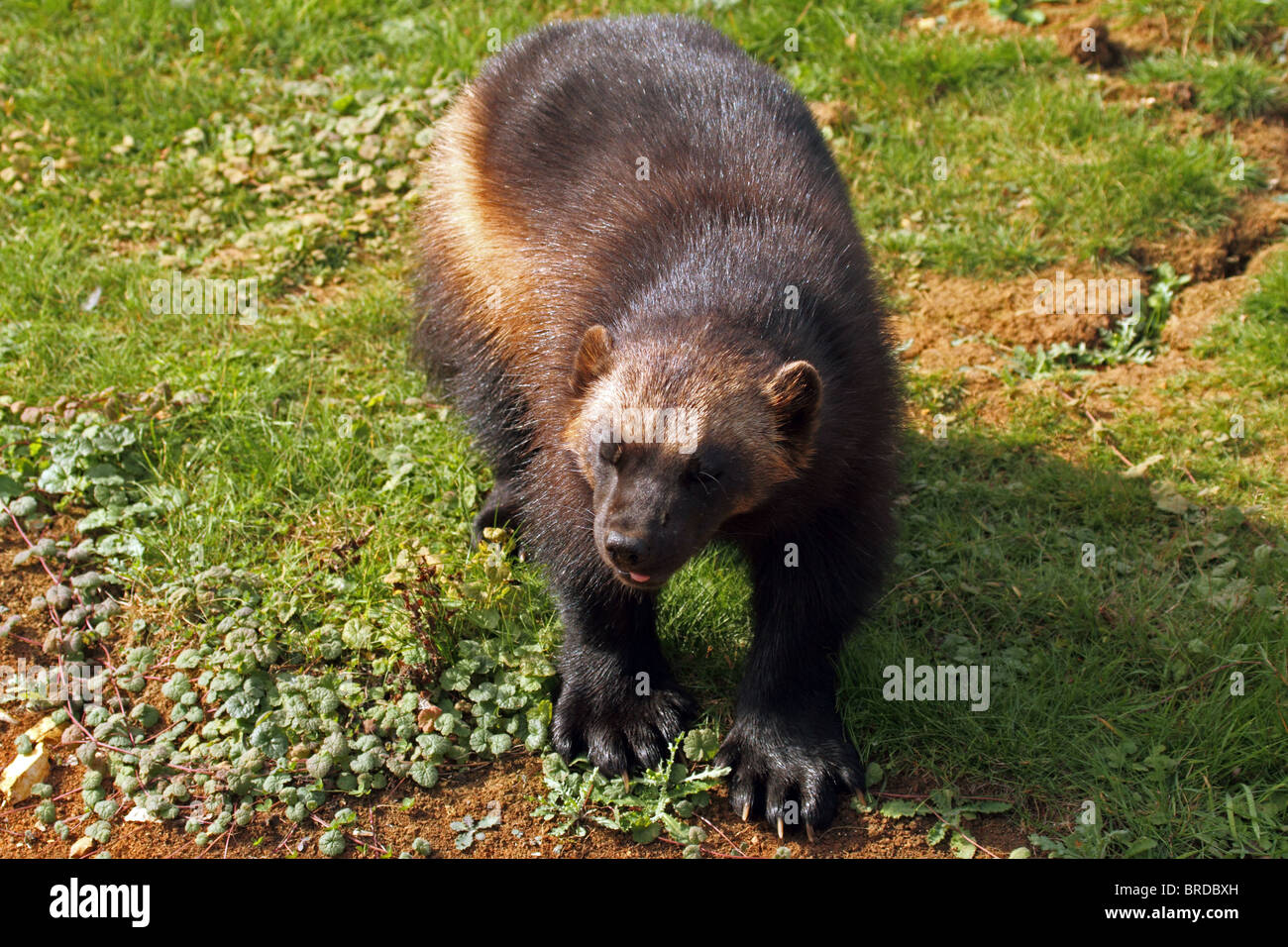 Wolverine (Gulo gulo) - largest member of weasel family Stock Photo - Alamy
