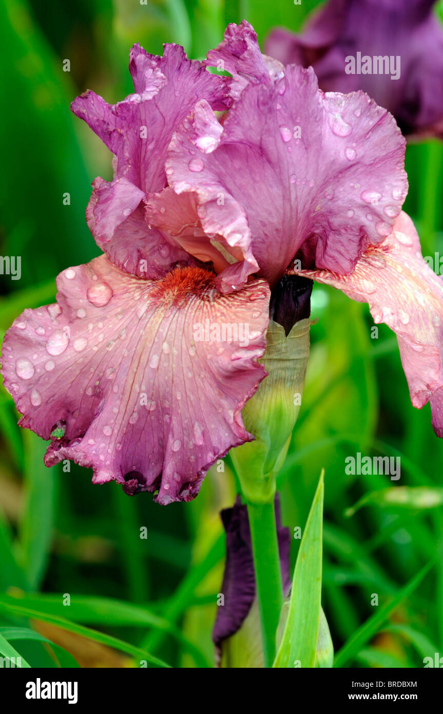 iris ambroisie Bearded Iris germanica German Iris Rhizomatous Rose ...