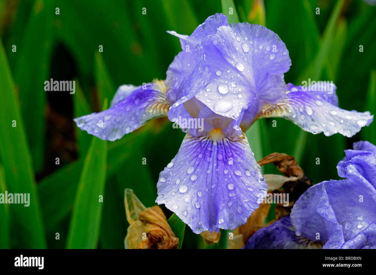 iris blue Bearded Iris germanica German Iris Rhizomatous blue colour ...
