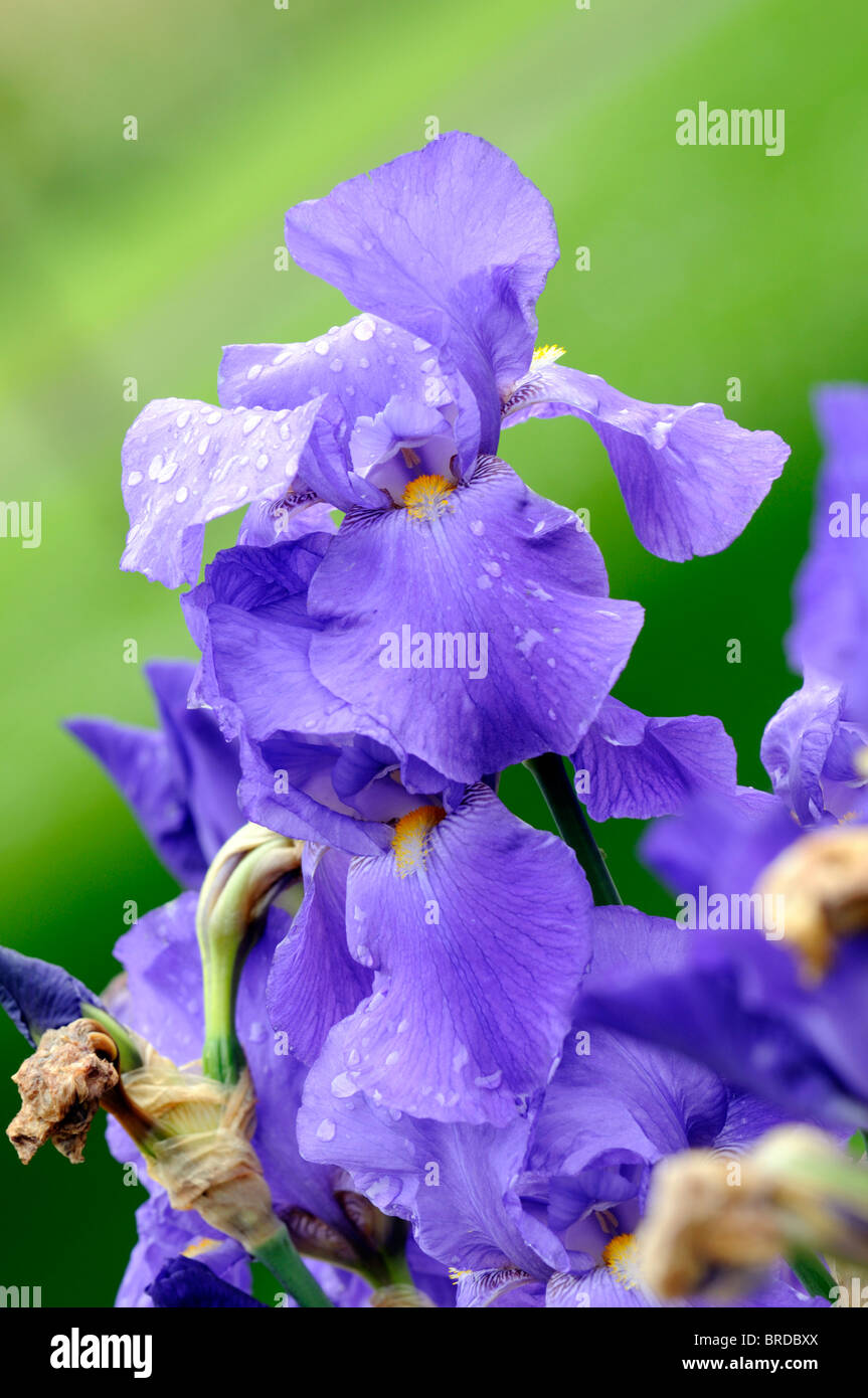 iris blue admiral Bearded Iris germanica German Iris Rhizomatous blue ...