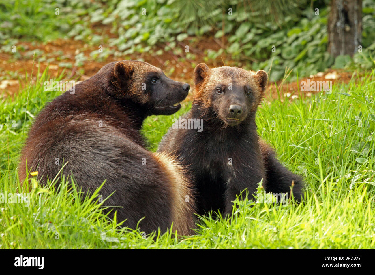 Wolverine (Gulo gulo) - largest member of weasel family. Male and ...