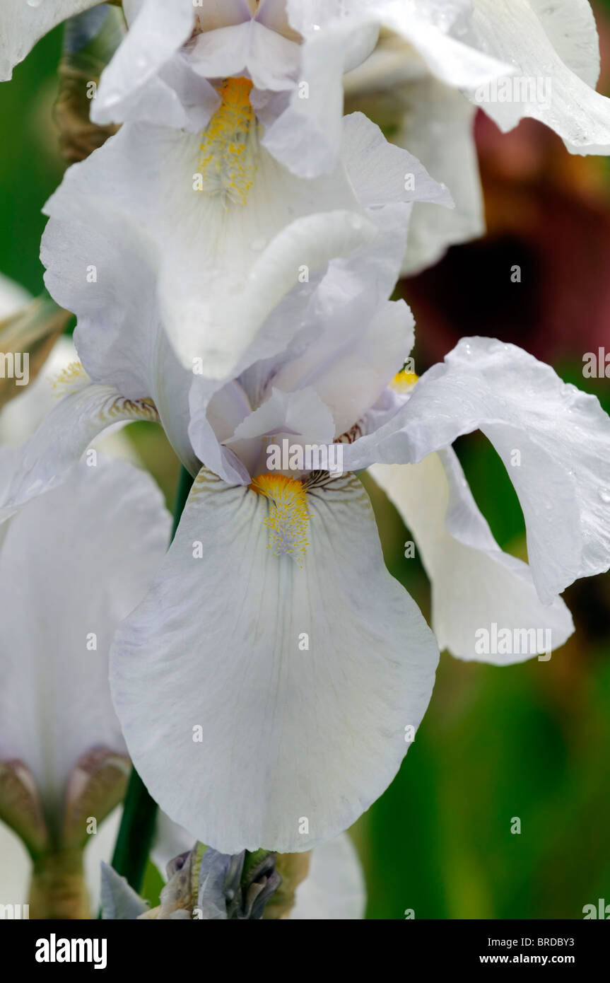 iris white city Bearded Iris germanica German Iris Rhizomatous colour ...