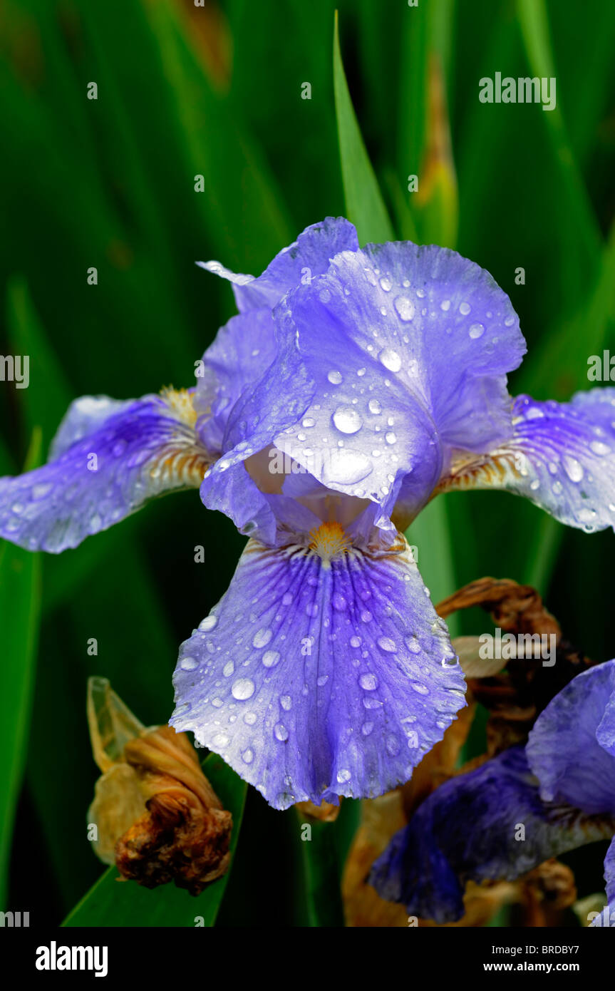 iris blue Bearded Iris germanica German Iris Rhizomatous blue colour ...