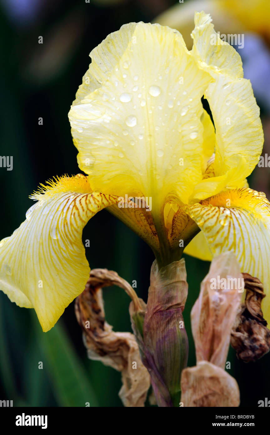 iris alice harding Bearded Iris germanica German Iris Rhizomatous lemon ...