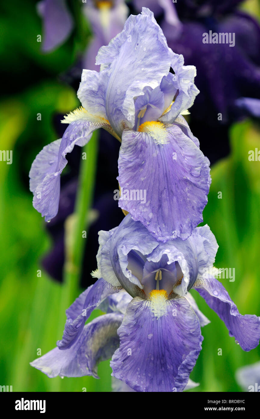 iris blue rhythm Bearded Iris germanica German Iris Rhizomatous ...