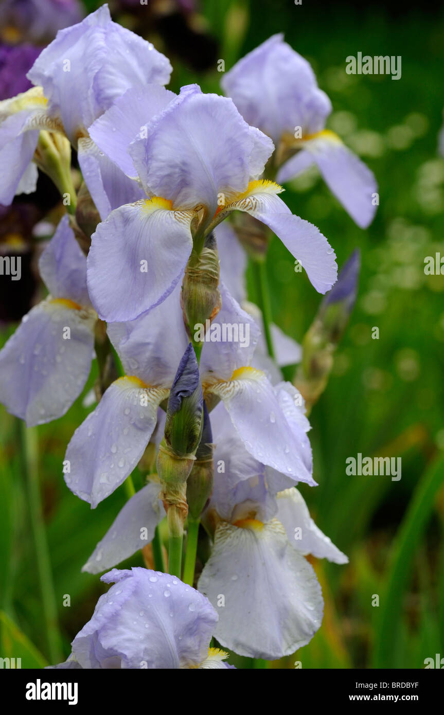 Flax growing by nile hi-res stock photography and images - Alamy