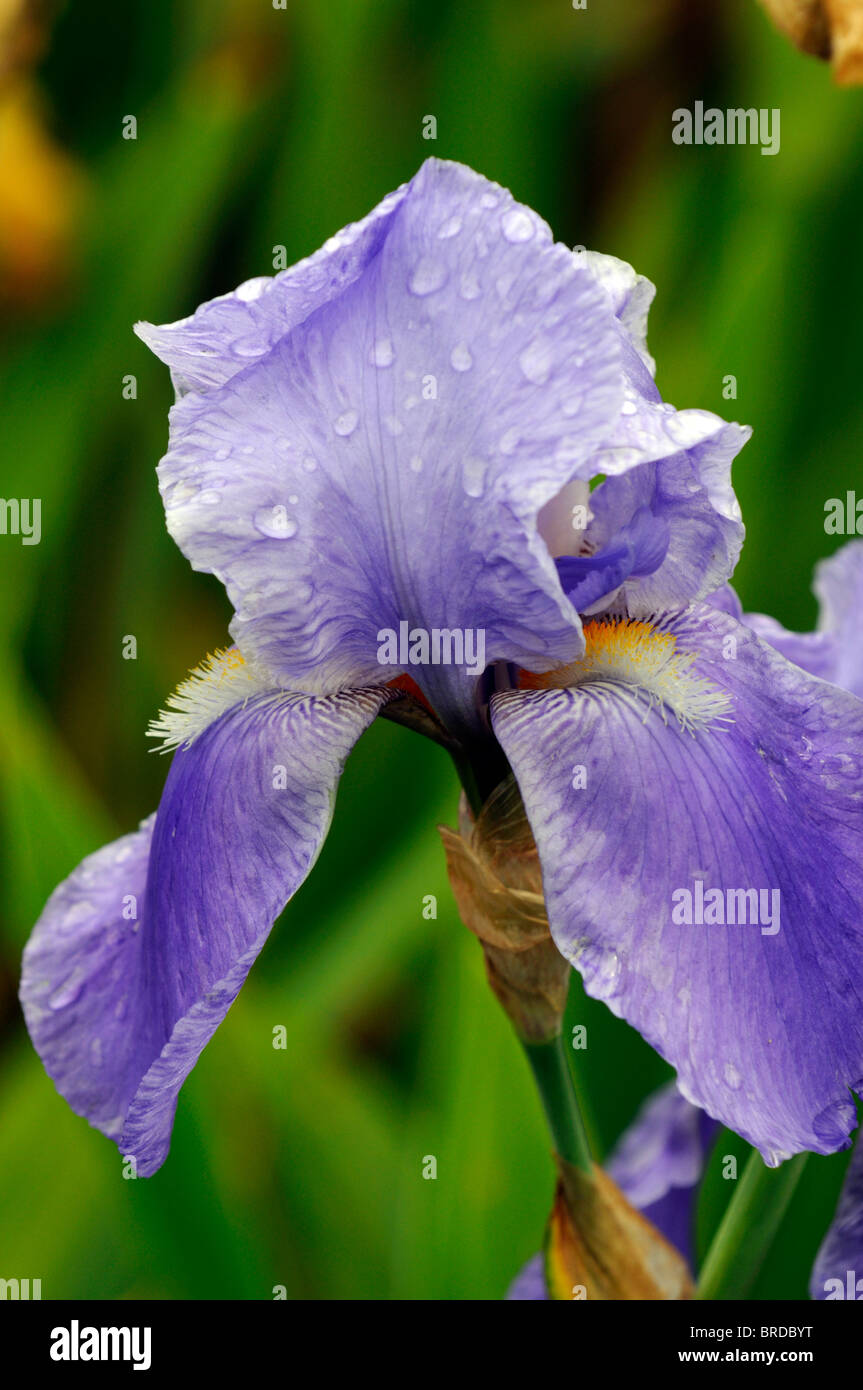 iris blue rhythm Bearded Iris germanica German Iris Rhizomatous ...