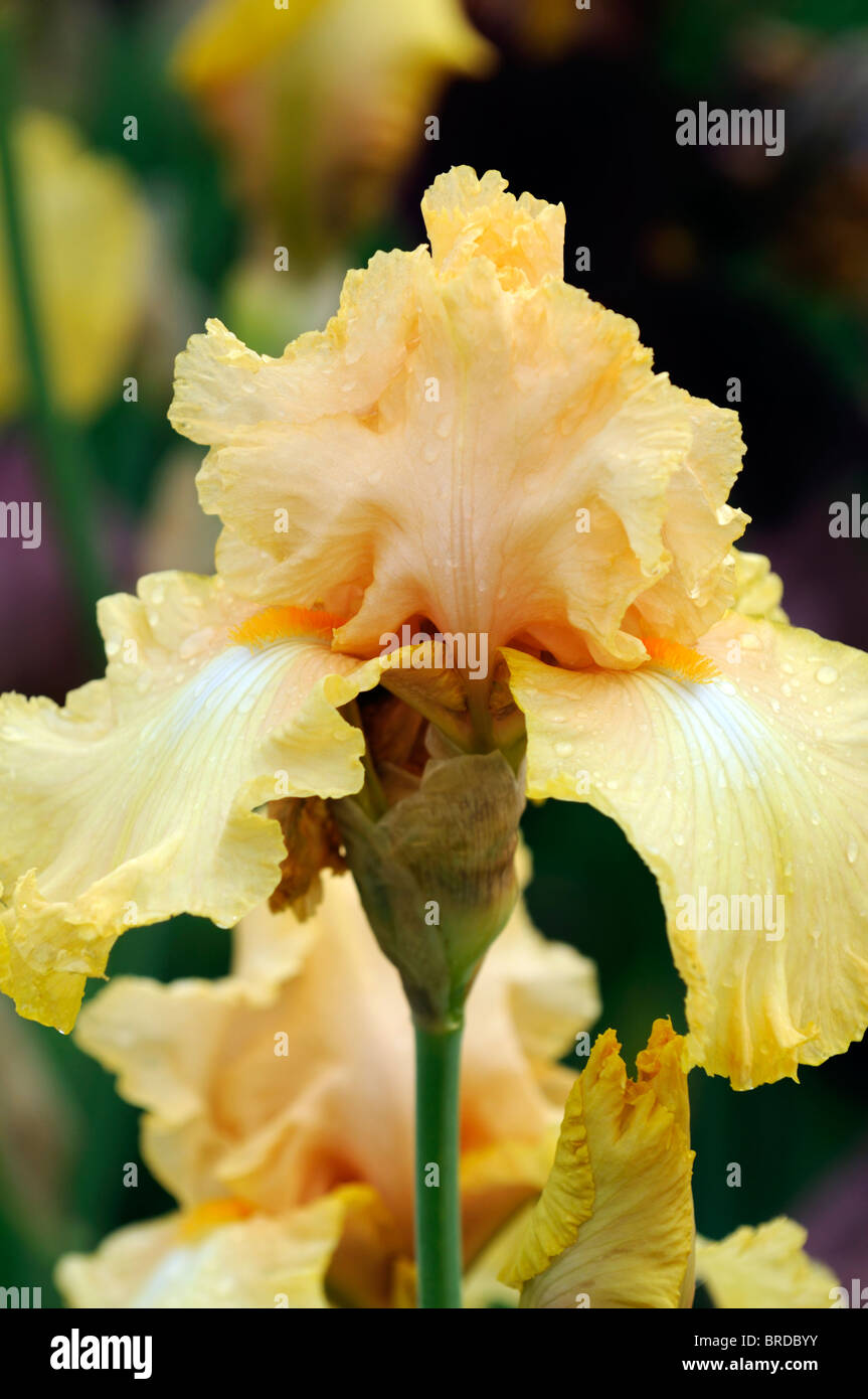 iris comandante Bearded Iris germanica German Iris Rhizomatous orange ...